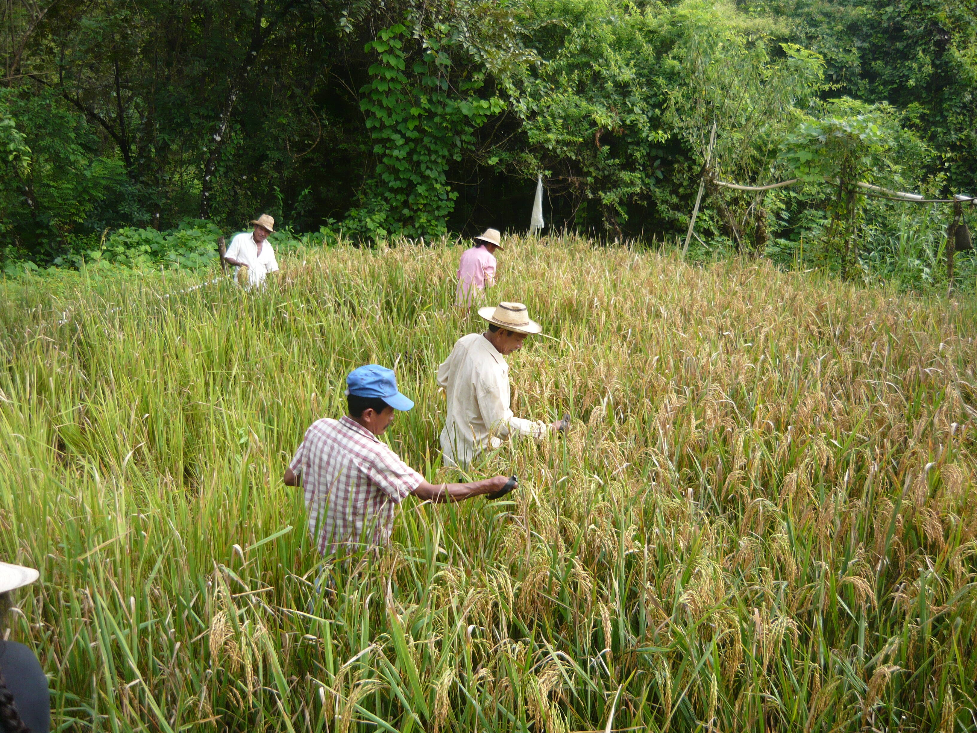 Proyecto de Innovación Agropecuaria Sostenible e Incluyente