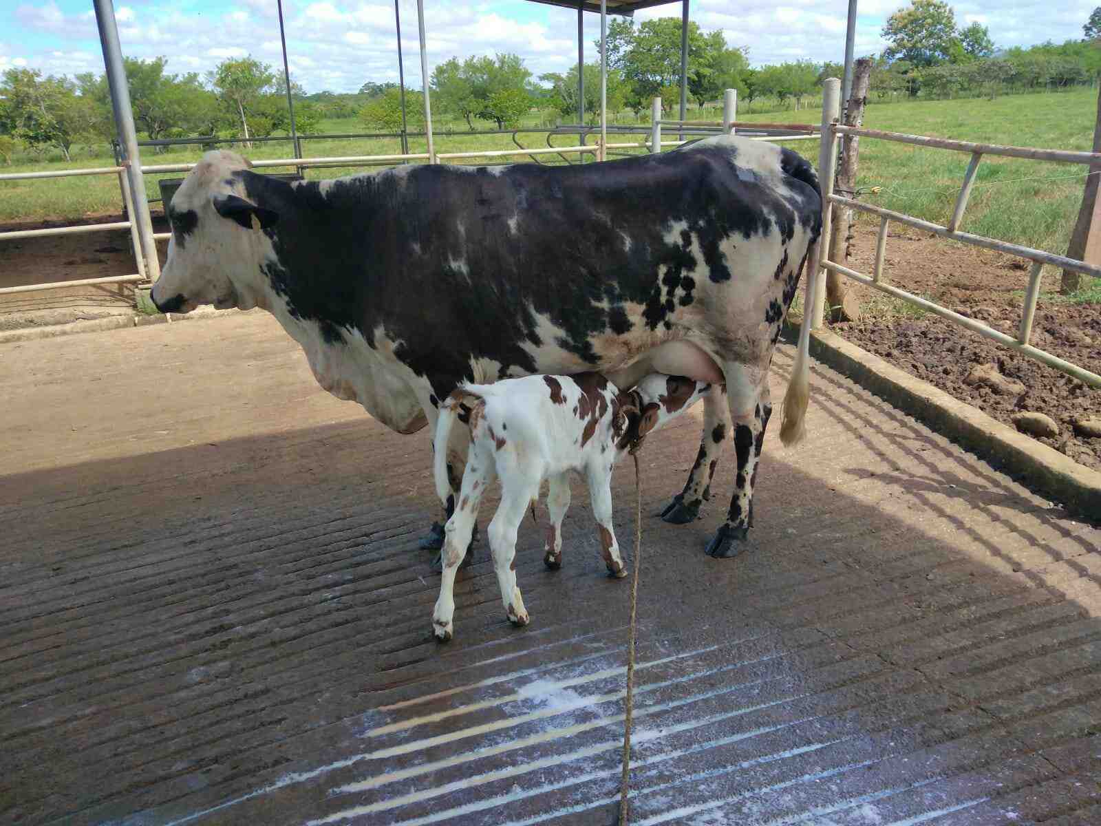 Raza Girolando, alternativa ideal para hacer eficientes las lecherías ...