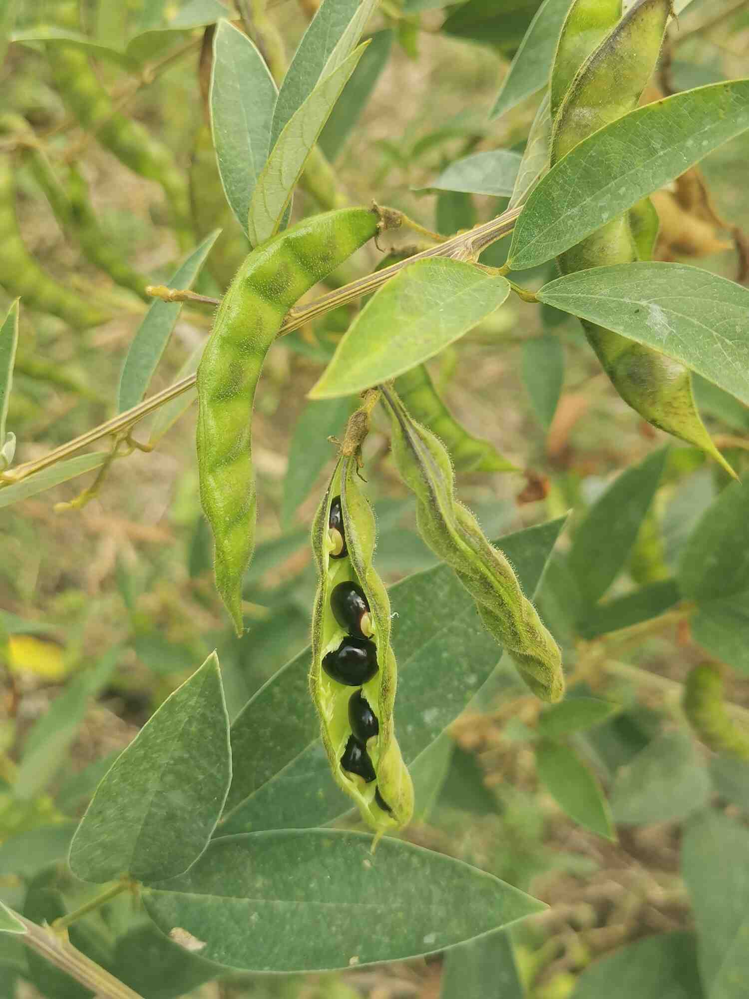 Manejo ecológico de las enfermedades del guandú